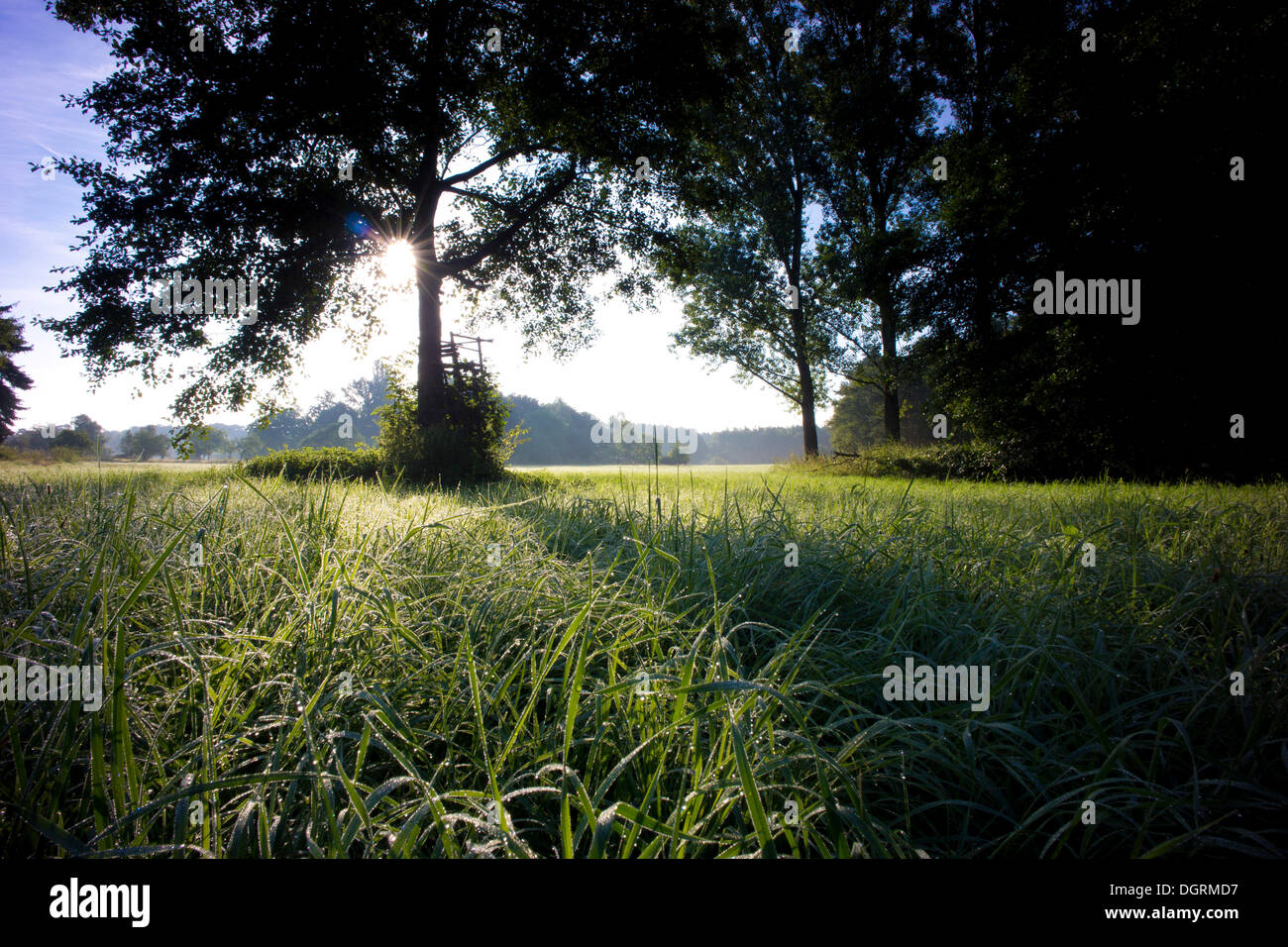 Morning light beams hi-res stock photography and images - Alamy