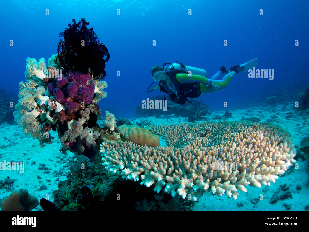 Sponge porifera philippines hi-res stock photography and images - Alamy