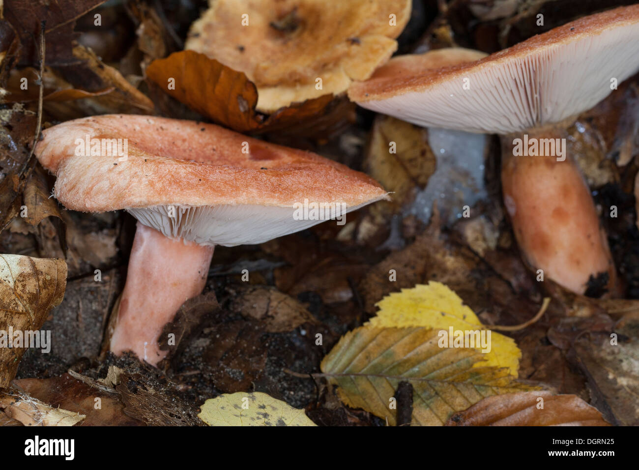 woolly milkcap, bearded milkcap, Birken-Milchling, Birken-Reizker ...