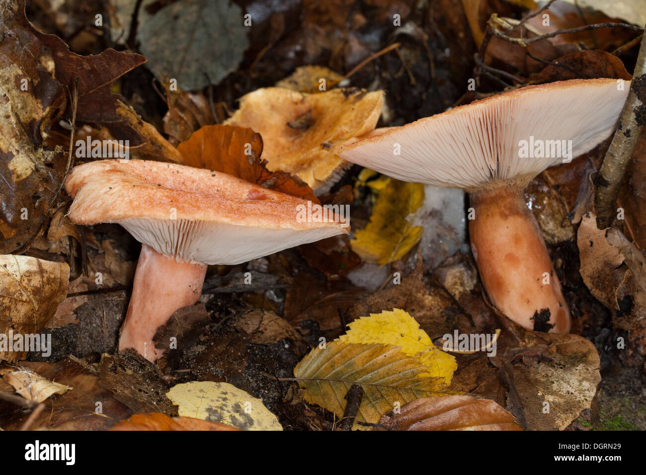 woolly milkcap, bearded milkcap, Birken-Milchling, Birken-Reizker ...