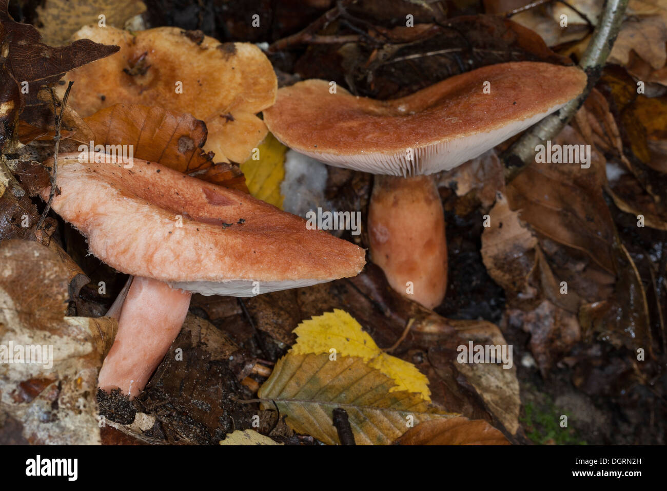woolly milkcap, bearded milkcap, Birken-Milchling, Birken-Reizker ...