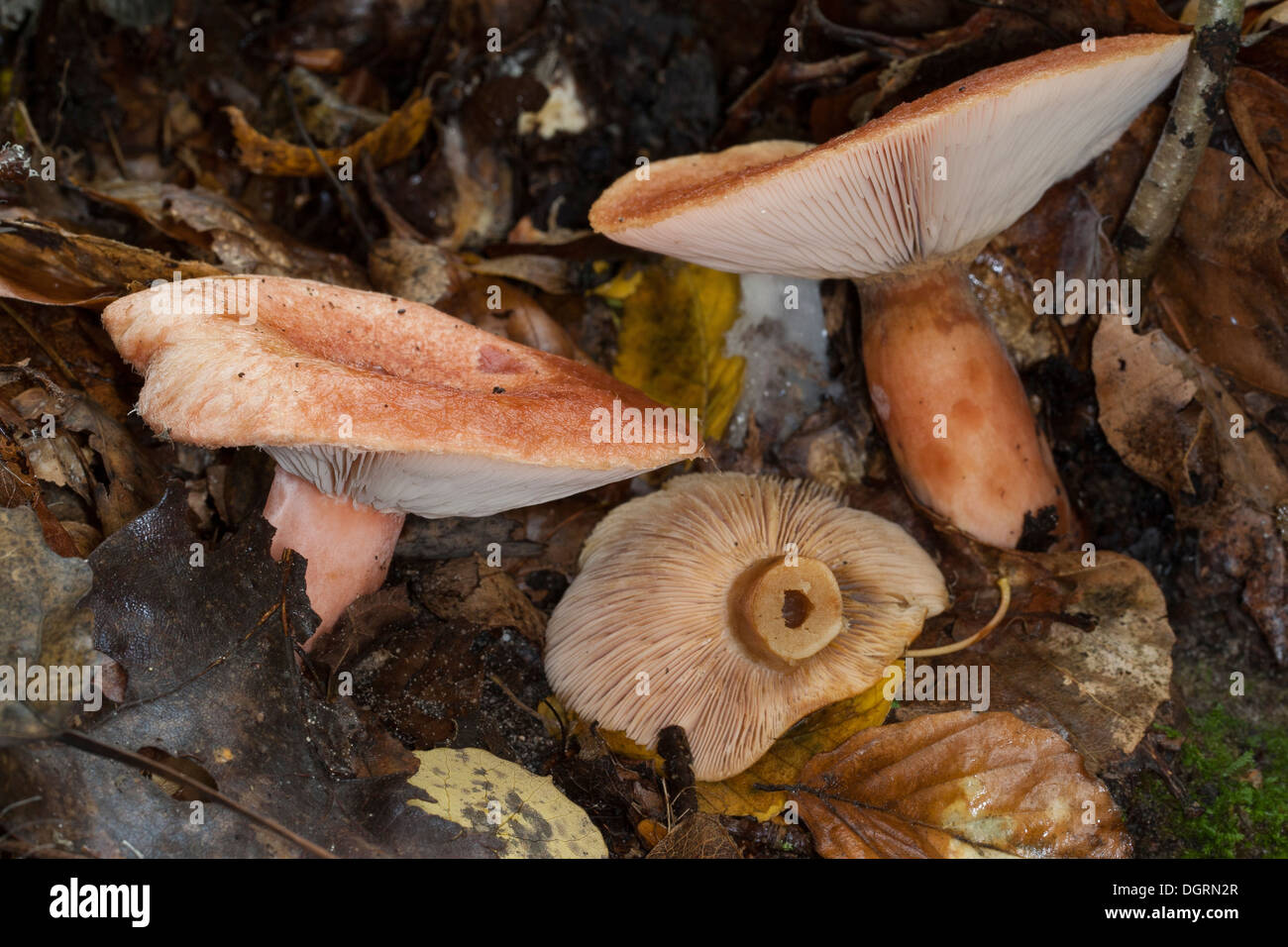 woolly milkcap, bearded milkcap, Birken-Milchling, Birken-Reizker ...