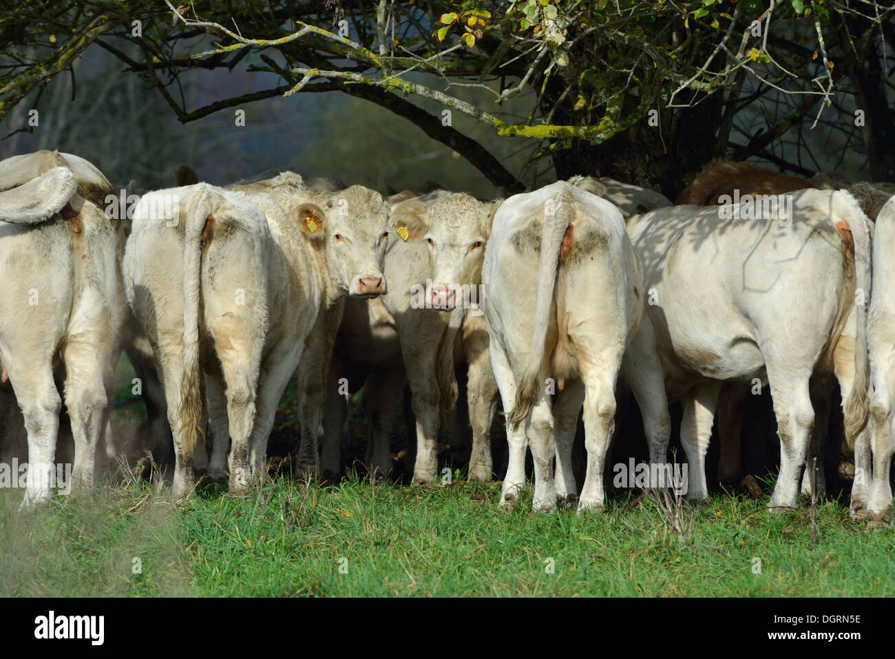 Livestock under a tree in their summer enclosed pasture Stock Photo - Alamy