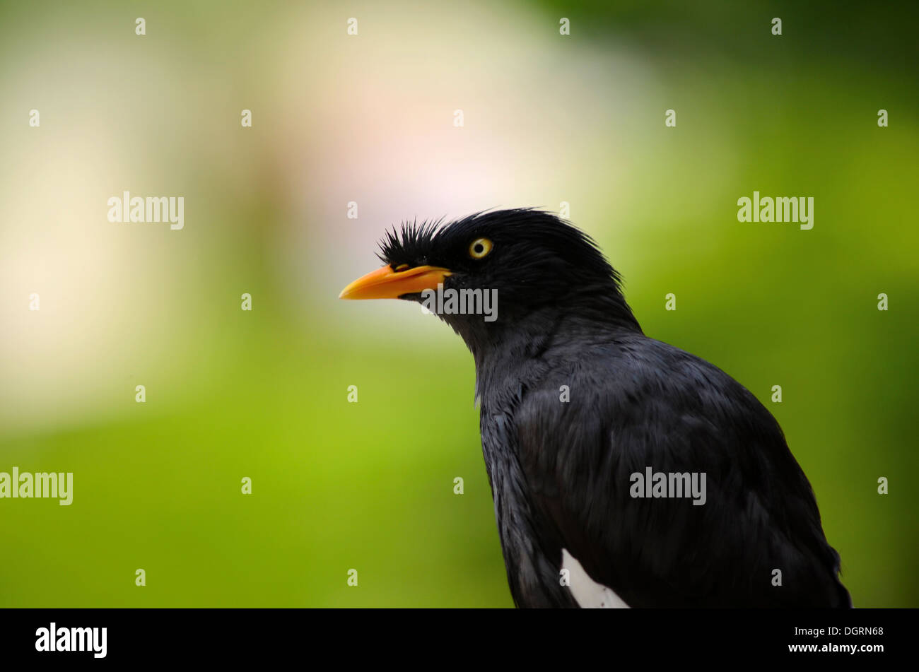 White vented Myna bird with feathers standing above beak Stock Photo ...