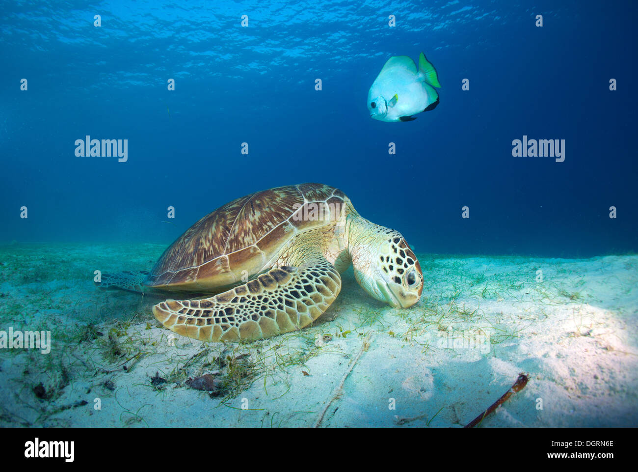 Green sea turtle eating hi-res stock photography and images - Alamy
