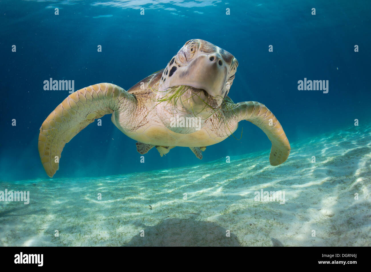 Green Sea Turtle Eating Stock Photos & Green Sea Turtle Eating Stock ...