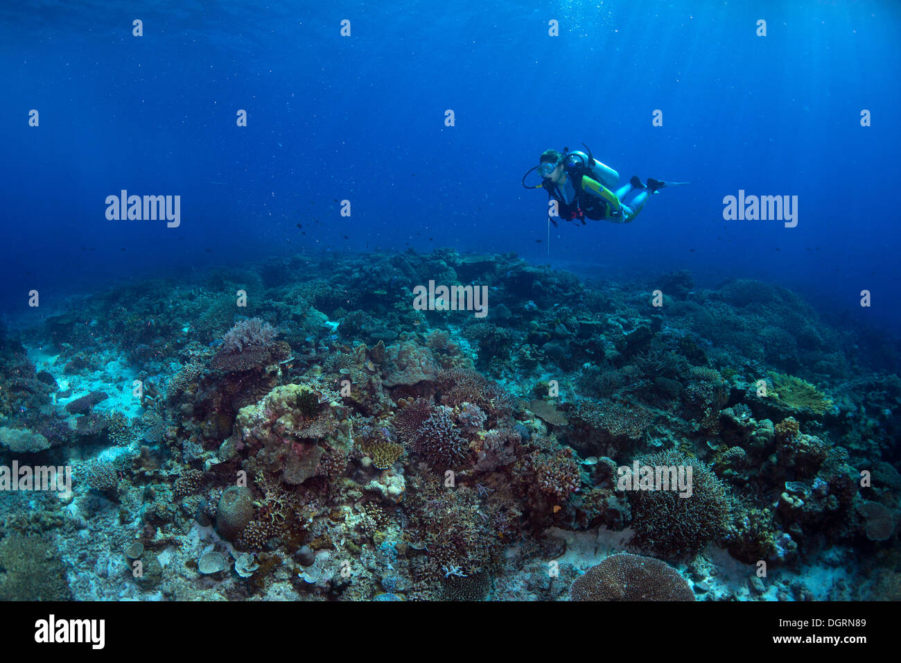 Scuba diver diving at a coral reef, Mulaong, Südchinesisches Meer ...