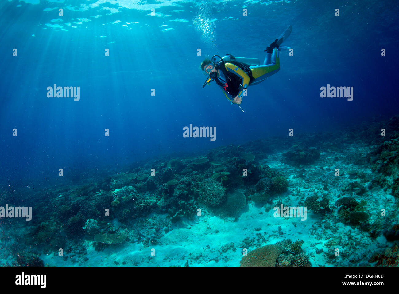 Scuba diver in a coral reef, South China Sea, Mulaong, -, Mimaropa ...