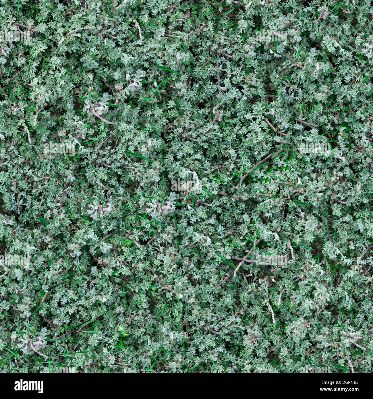 Sage texture hi-res stock photography and images - Alamy