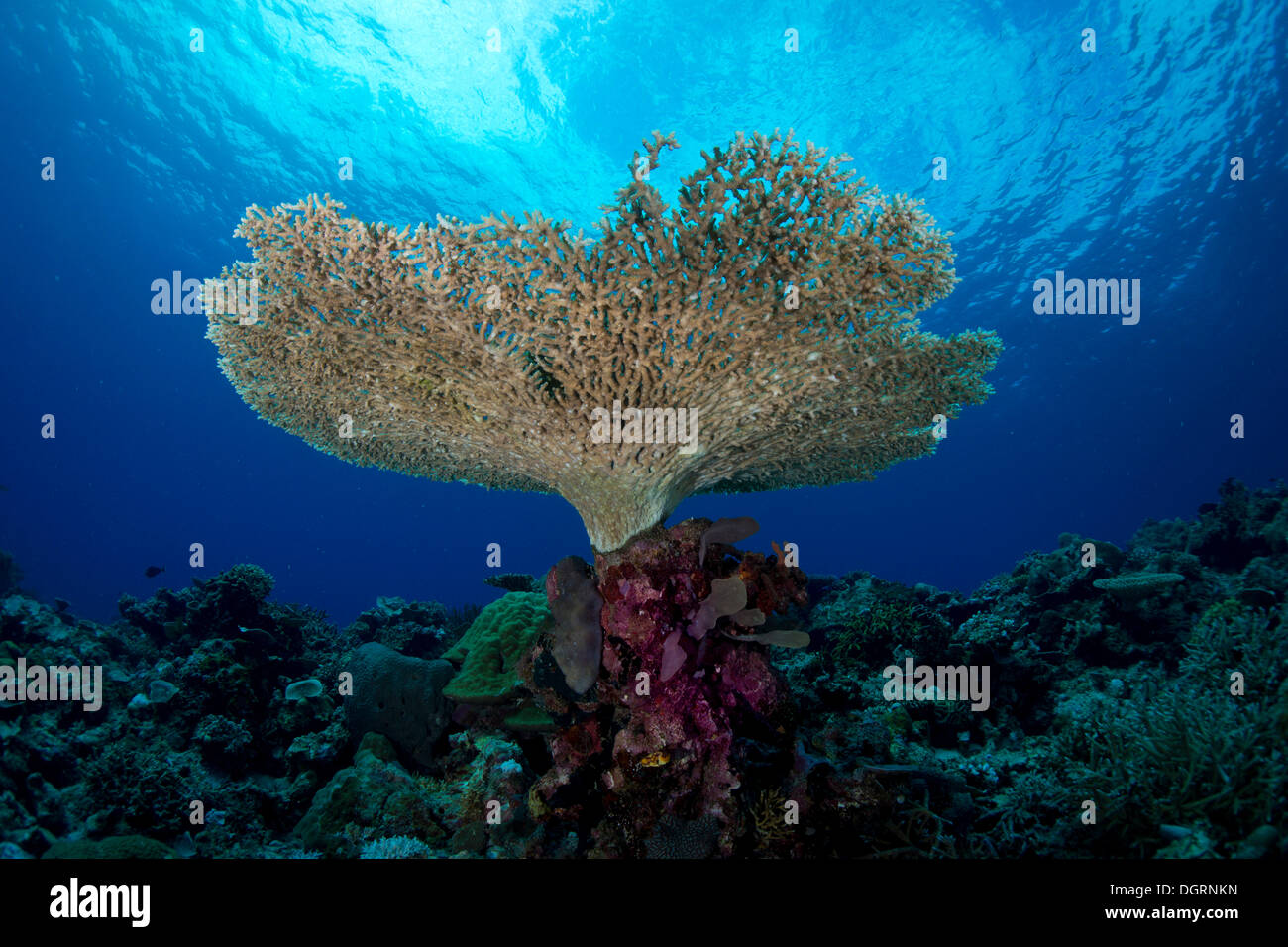 Plate corals hi-res stock photography and images - Alamy