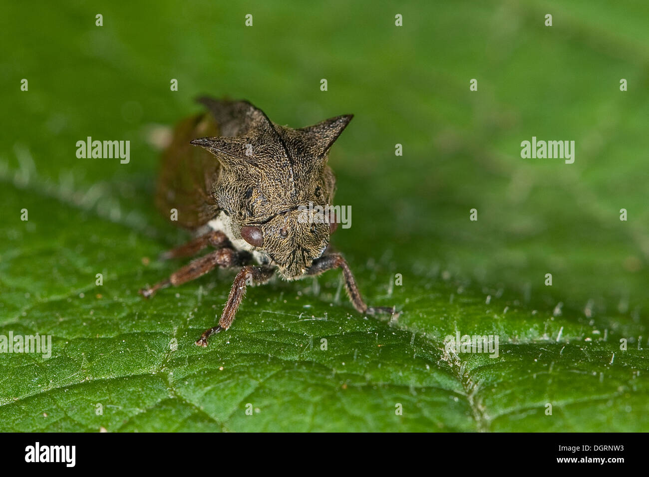 horned treehopper, Dornzikade, Dorn-Zikade, Buckelzirpe, Buckel-Zirpe ...