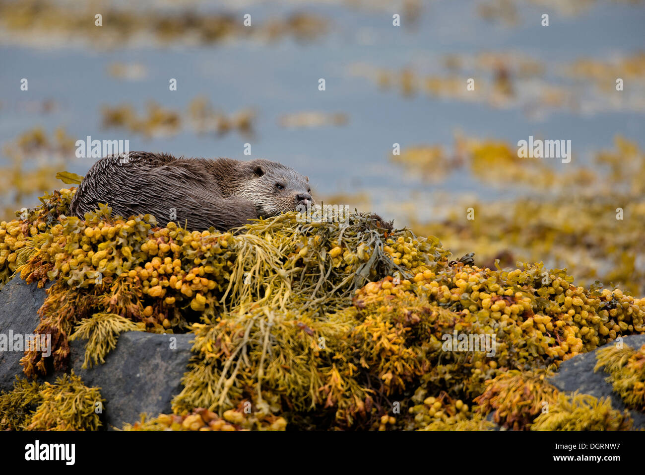 Eurasian Otter on Loch Spelve Isle of Mull Scotland Stock Photo - Alamy