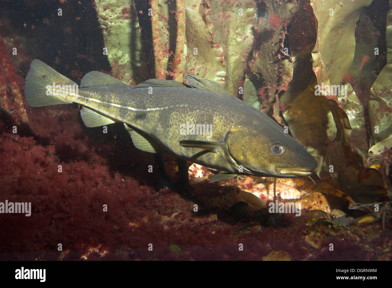 La morue hi-res stock photography and images - Alamy