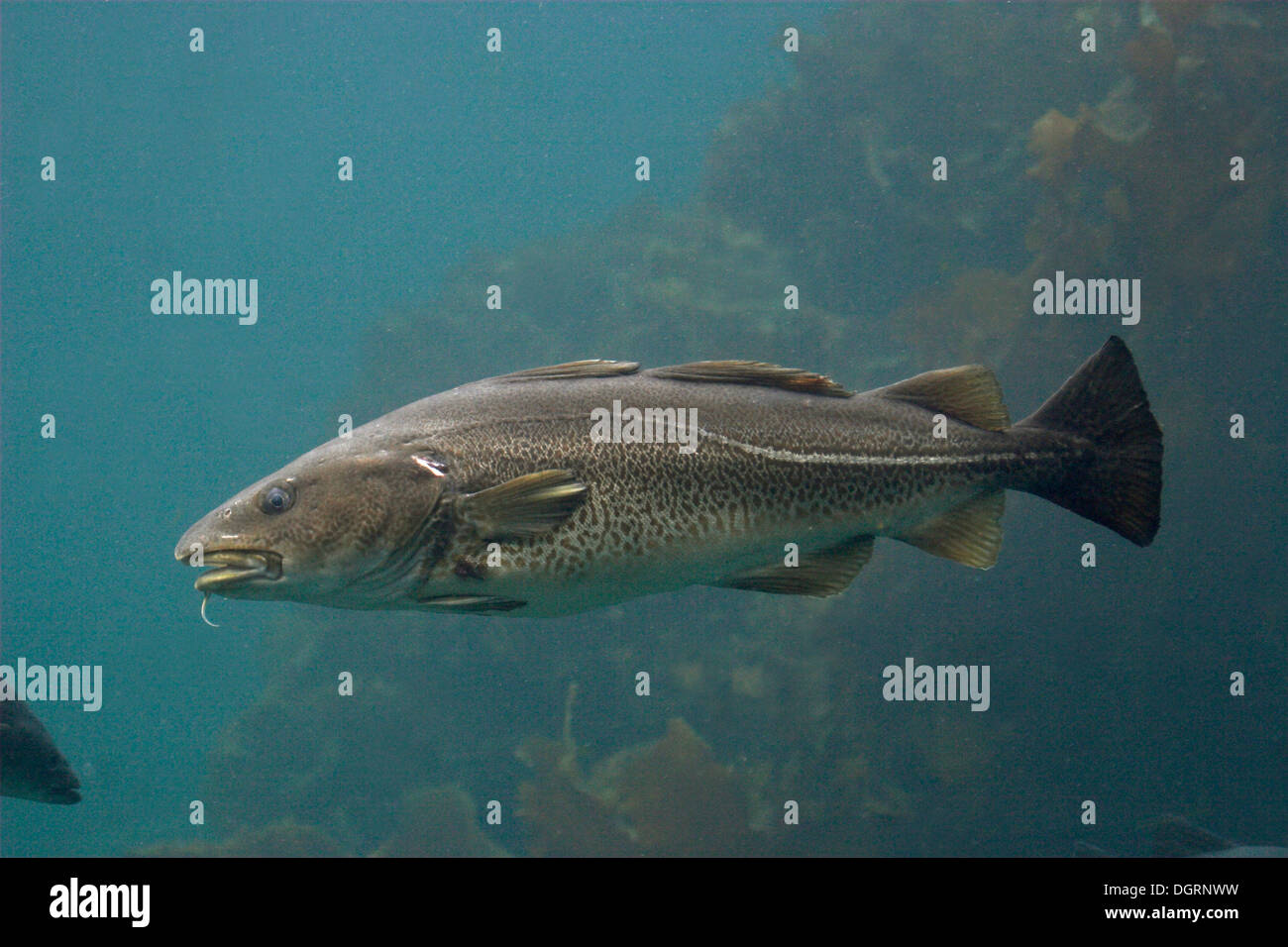 Codling Gadus Morhua Stock Photos & Codling Gadus Morhua Stock Images ...