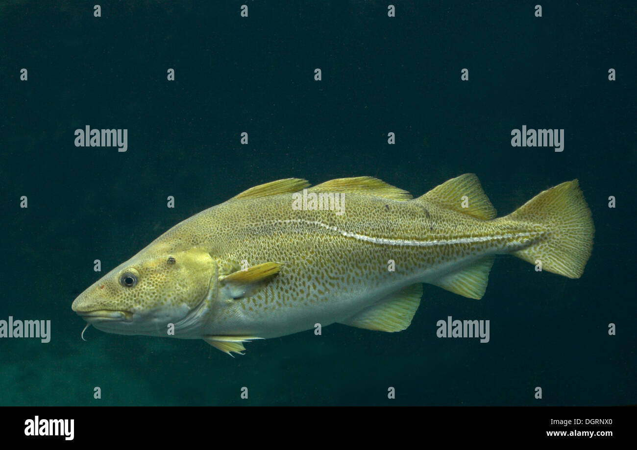 Codling gadus morhua hi-res stock photography and images - Alamy