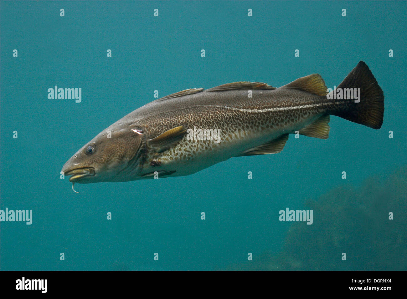 Codling Gadus Morhua Stock Photos & Codling Gadus Morhua Stock Images ...