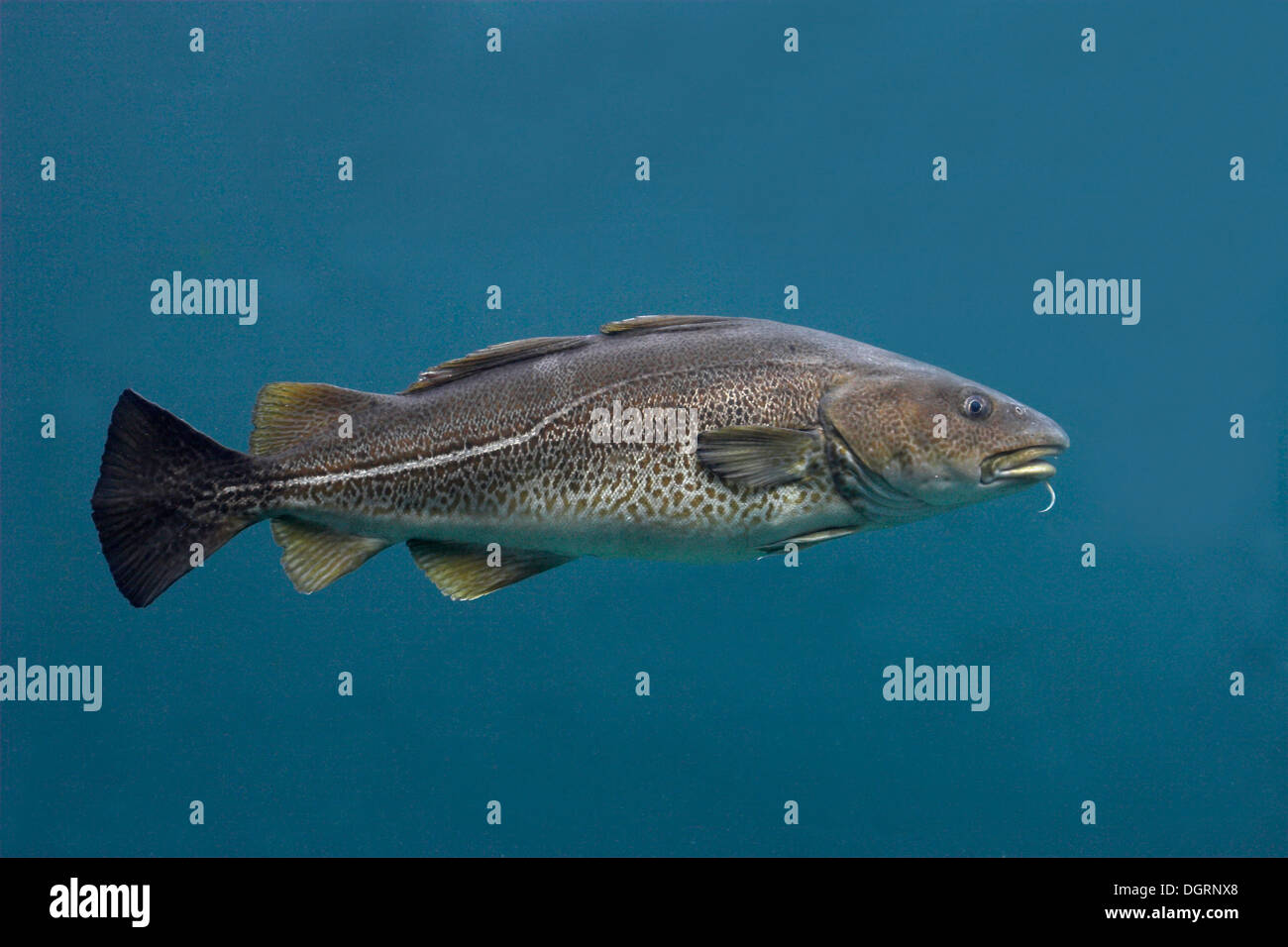 Cod, Morue, codling, codfish, Cabbilaud, Dorsch, Kabeljau, Gadus morhua ...