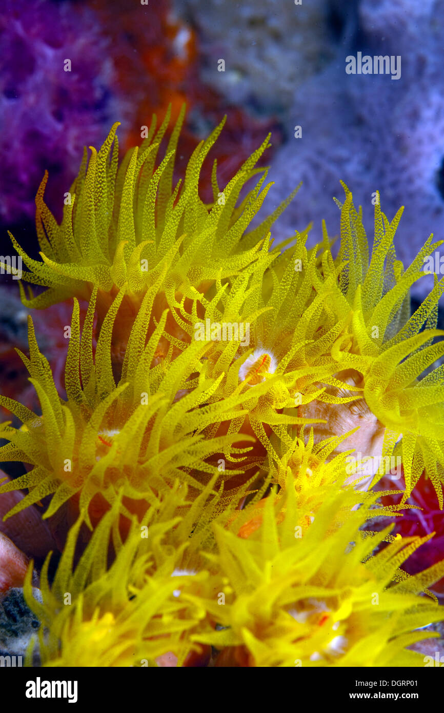 Tubastrea coccinea hi-res stock photography and images - Alamy