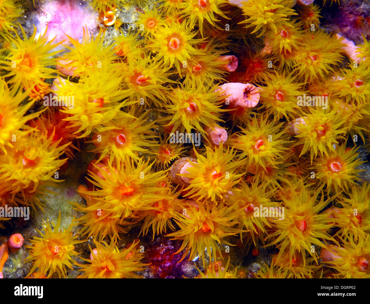 Philippines topview hi-res stock photography and images - Alamy