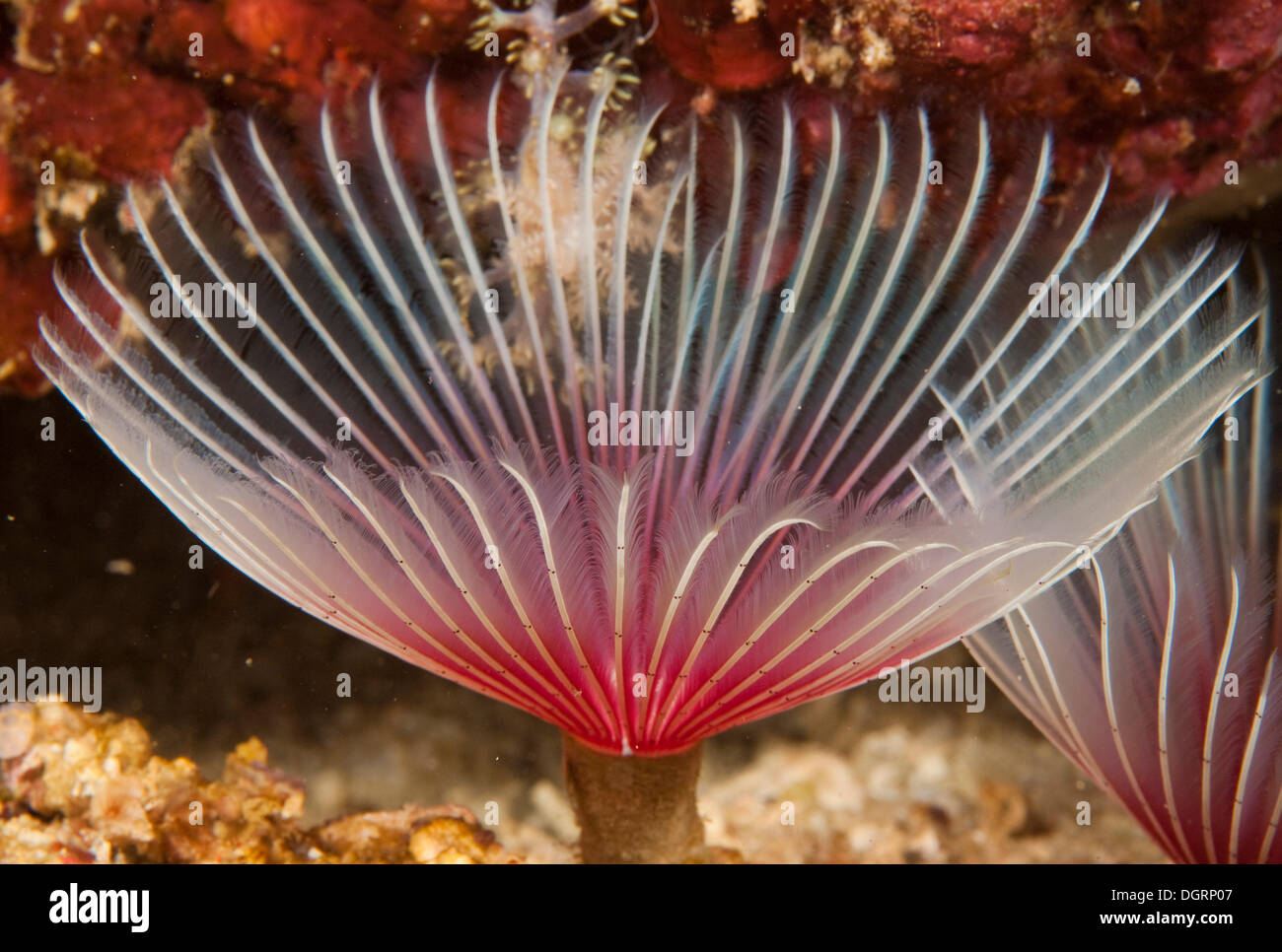 Tube Worm