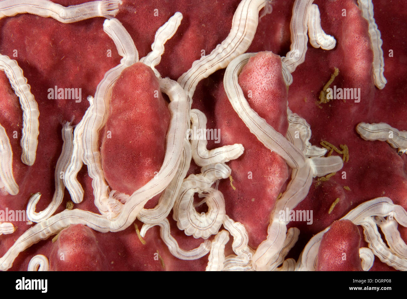 Synaptula hi-res stock photography and images - Alamy