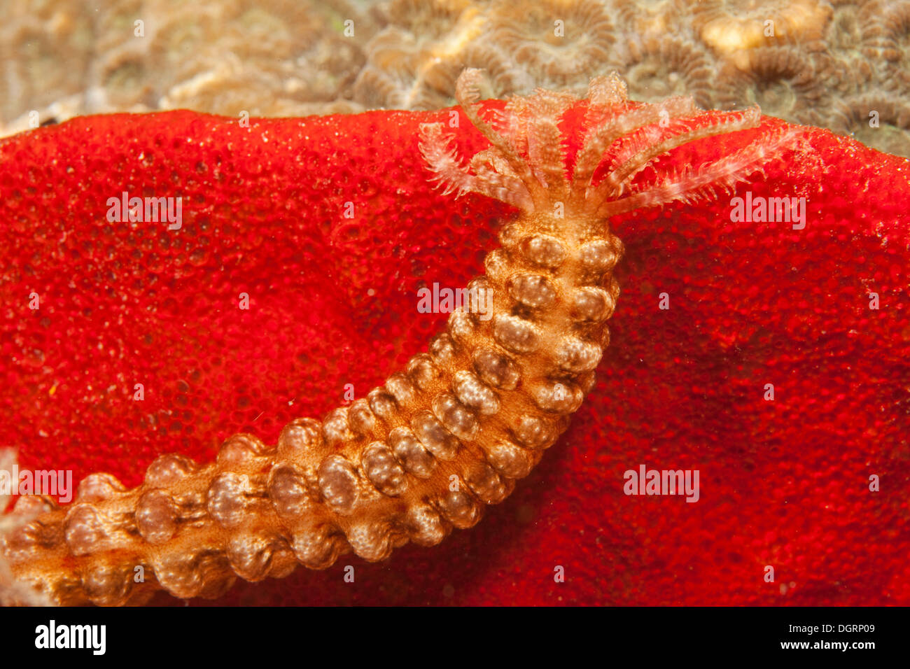 Sea Cucumber (Synapta sp.), Indonesia Stock Photo - Alamy