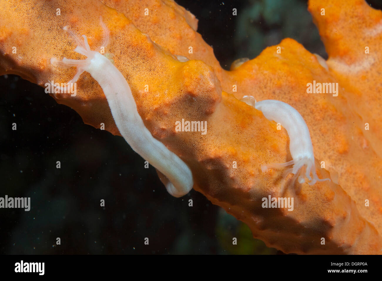 Lampert's Sea Cucumber (Synaptula Lamperti), Limasawa, Philippines ...