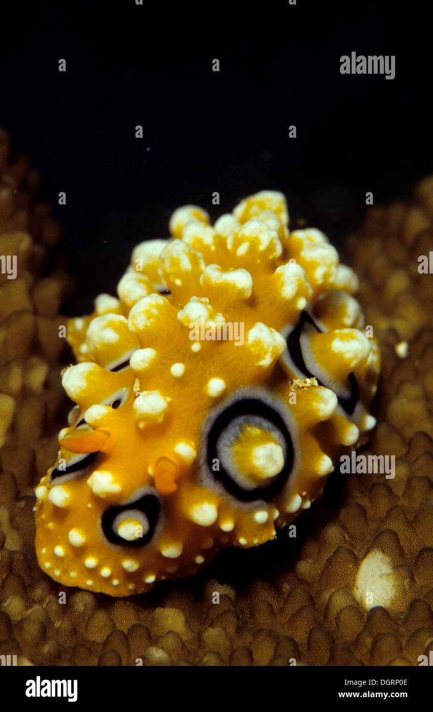 Phyllidiidae hi-res stock photography and images - Alamy