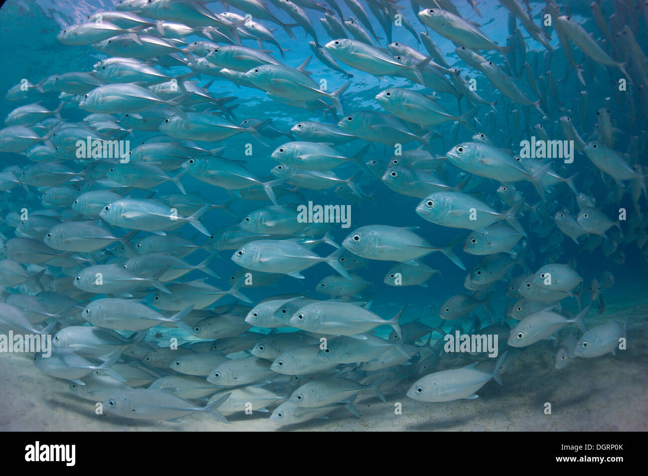 Swarming fish hi-res stock photography and images - Alamy