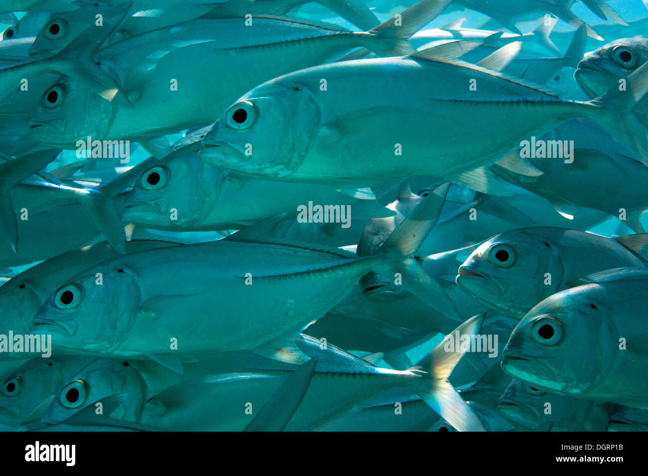 Banded trevally hi-res stock photography and images - Alamy