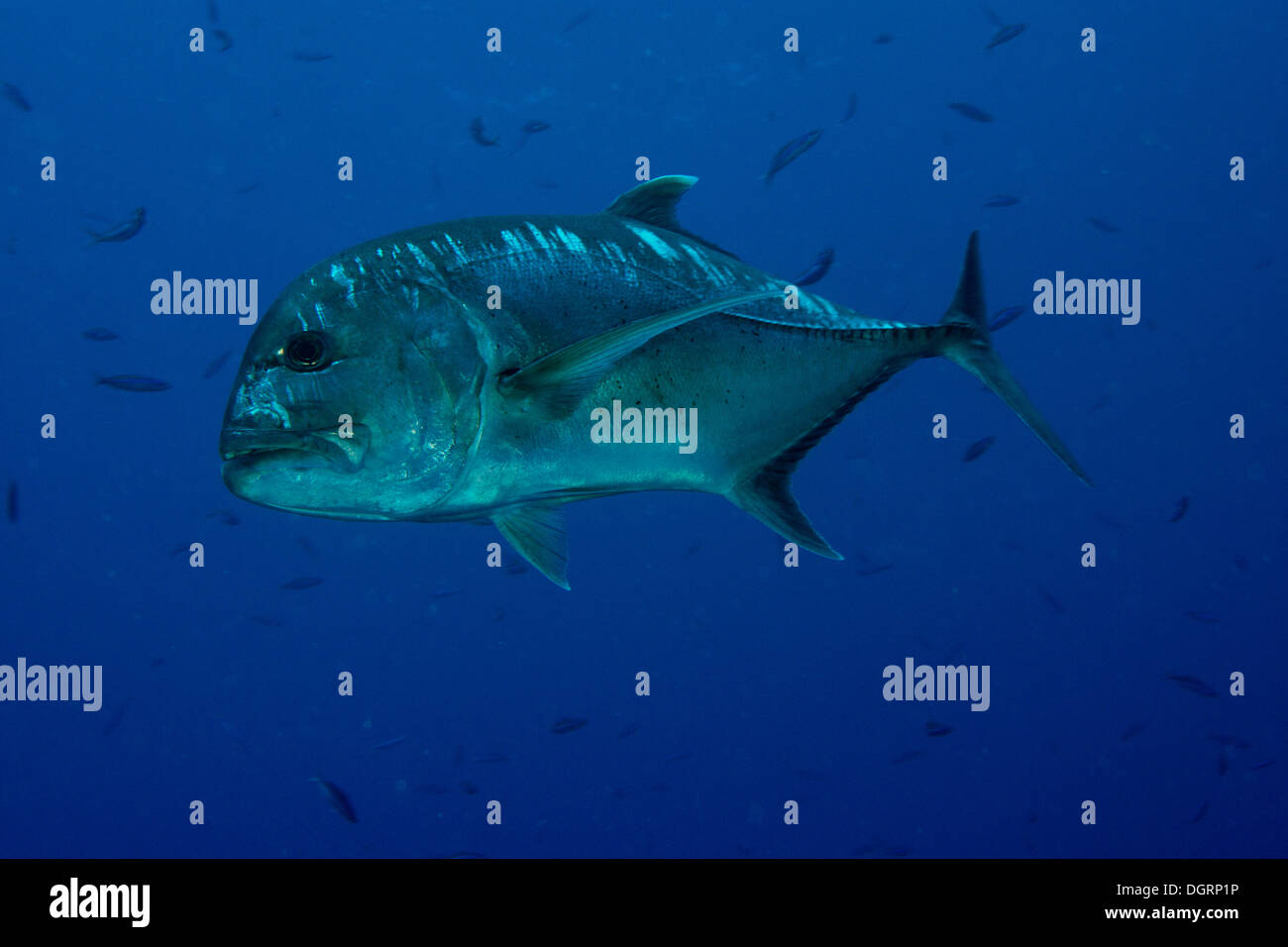 Giant trevally fish hi-res stock photography and images - Alamy