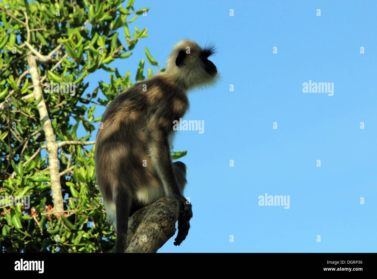 Profile View of a Grey Langur (Semnopithecus Schistaceus) on a Branch ...