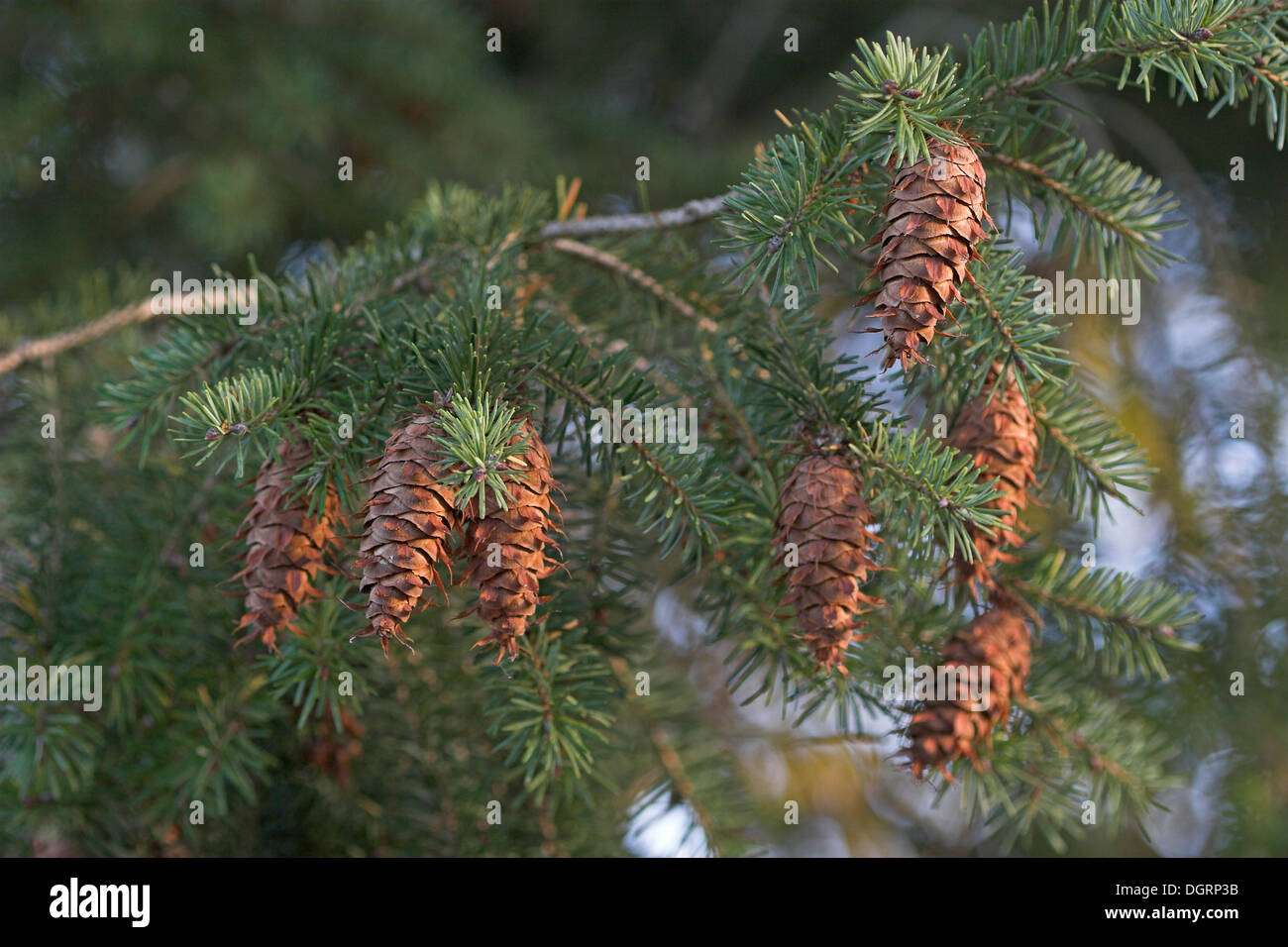 Gewöhnliche douglasie hi-res stock photography and images - Alamy