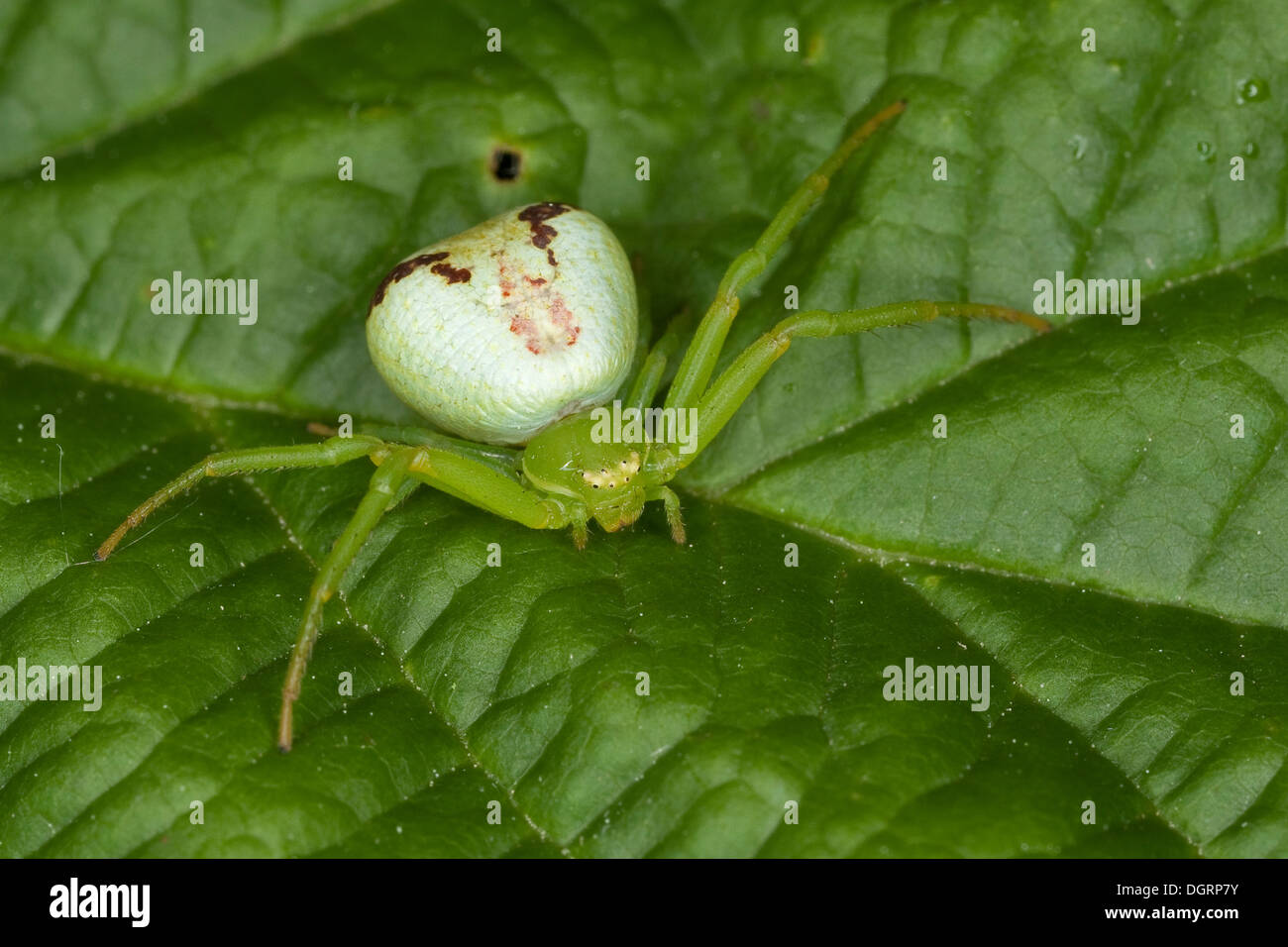 Triangle Crab Spider, Dreieck-Krabbenspinne, Ebrechtella tricuspidata ...
