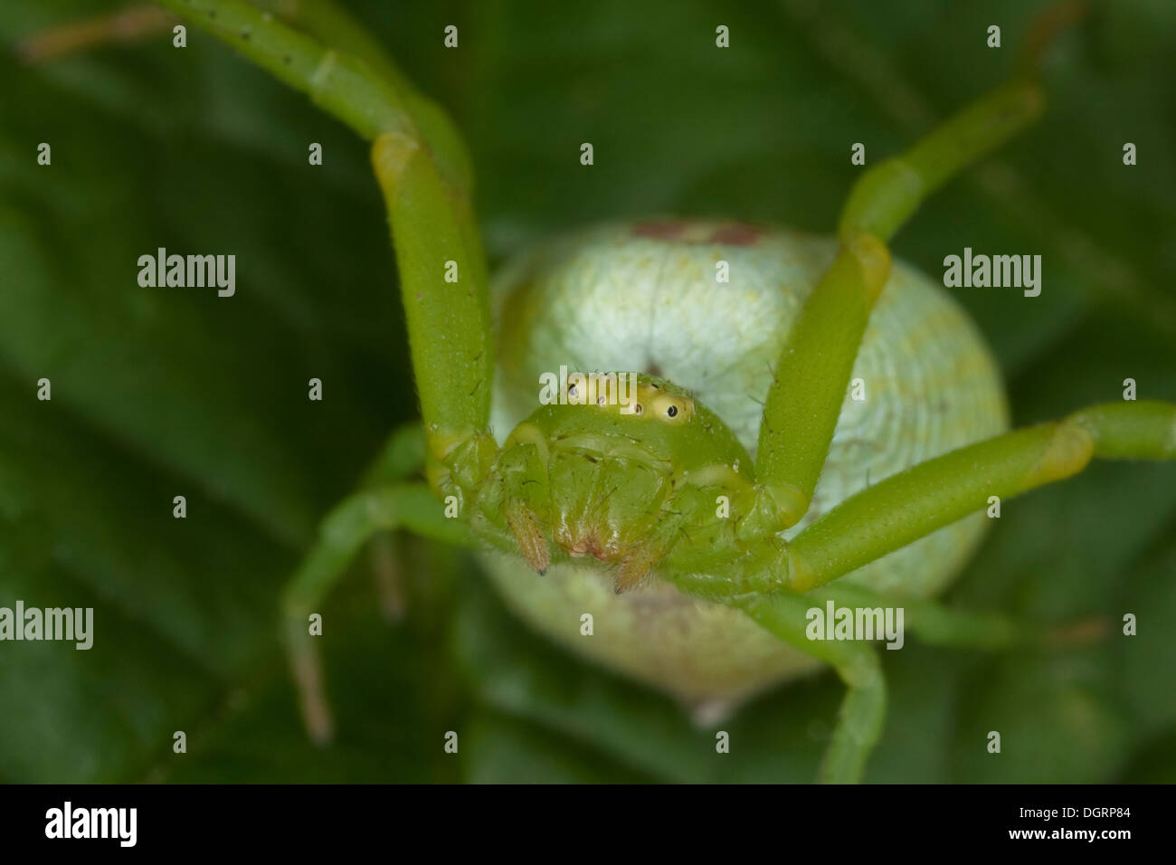 Triangle Crab Spider, Dreieck-Krabbenspinne, Ebrechtella tricuspidata ...