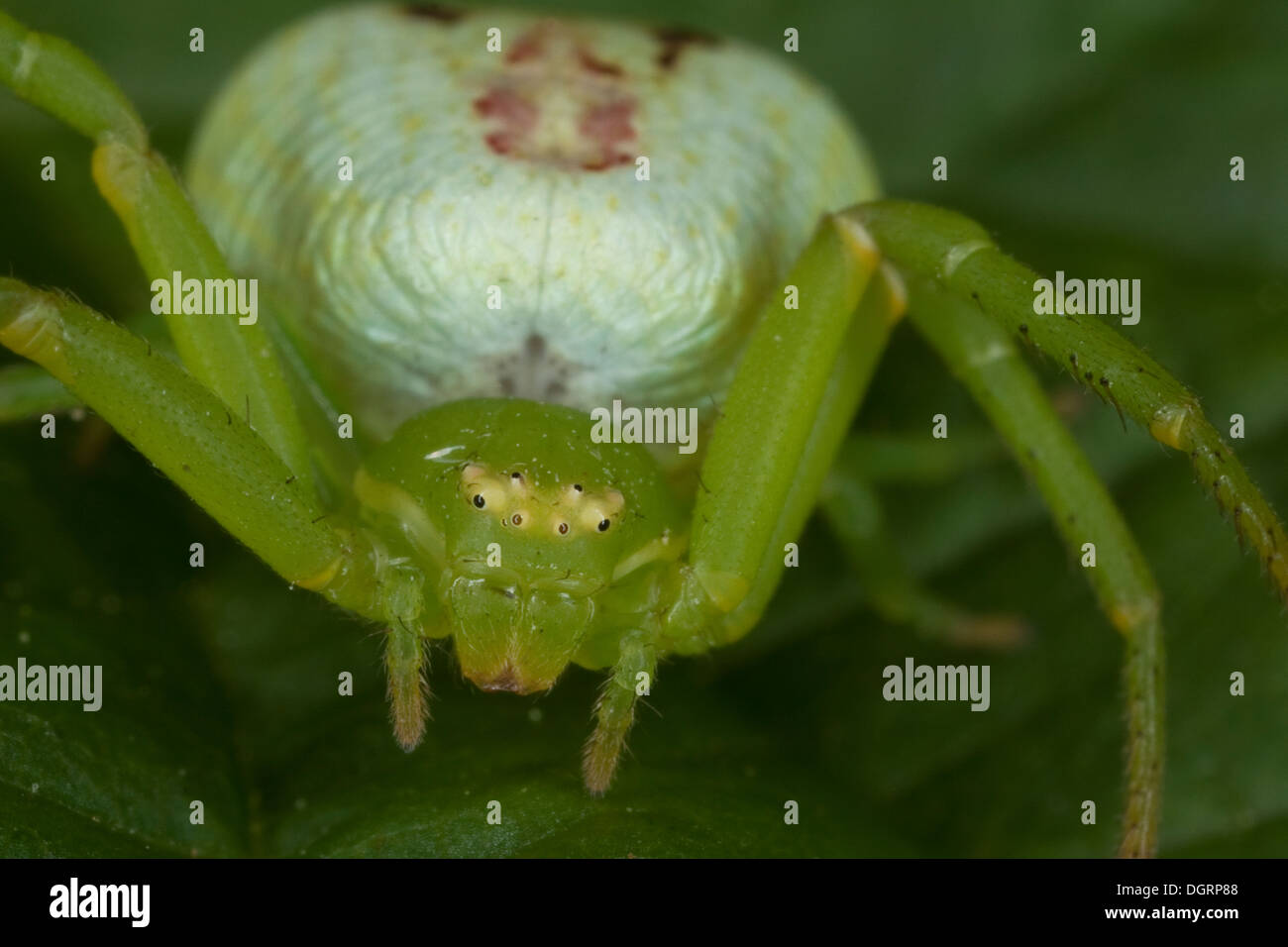 Triangle spider hi-res stock photography and images - Alamy