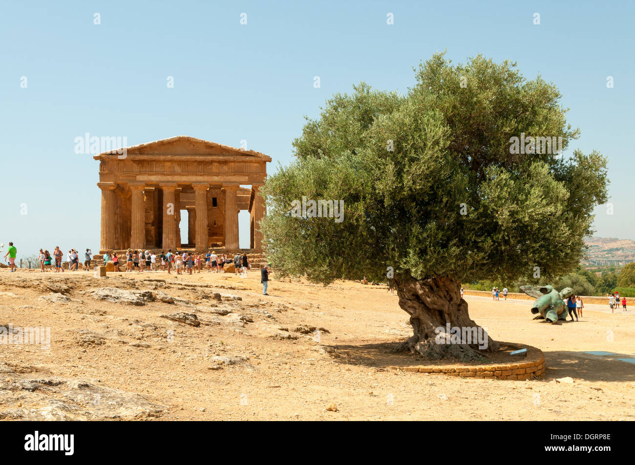 Sicily olive tree hi-res stock photography and images - Alamy