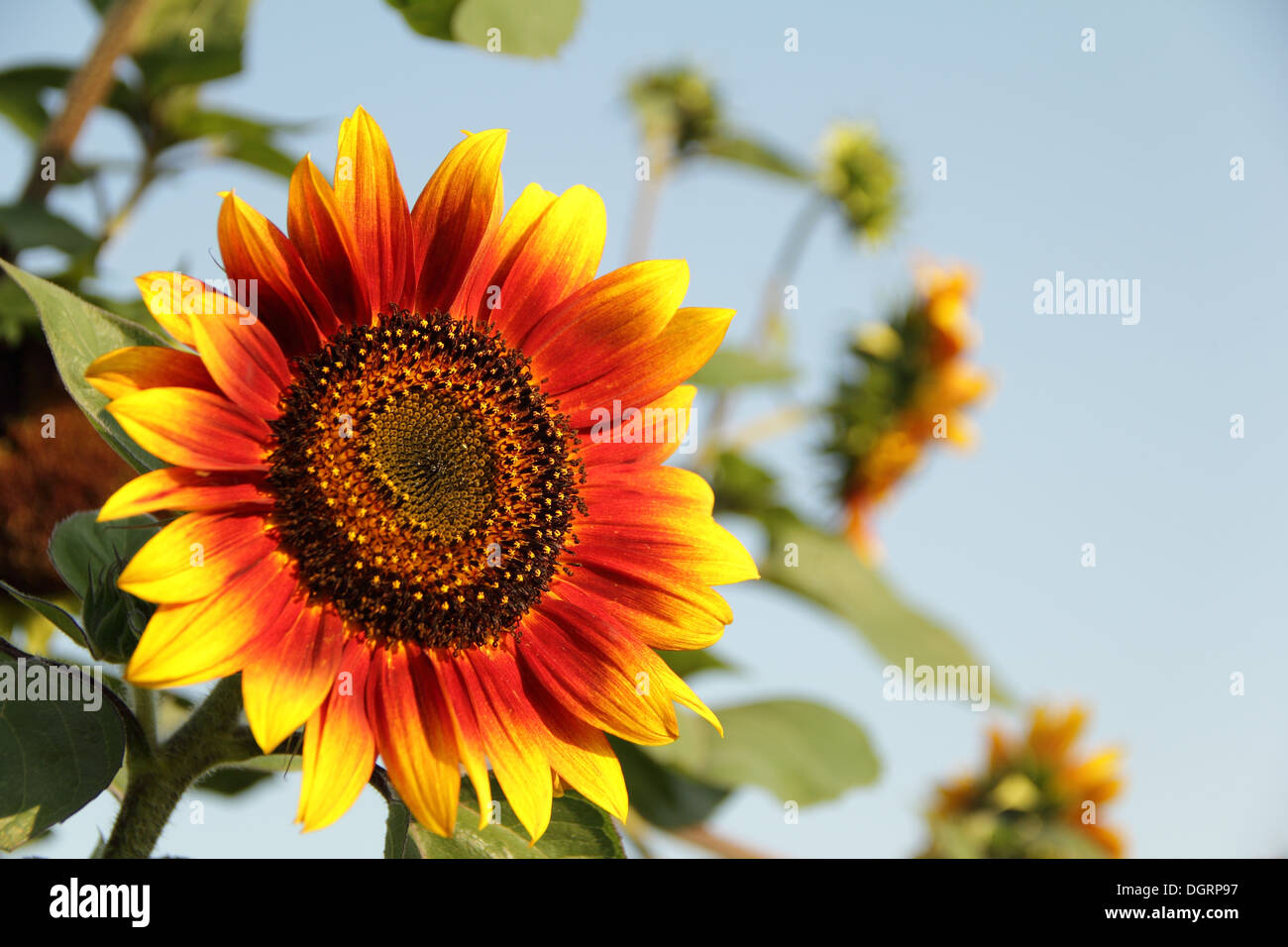 Flower of sunflower sky background Stock Photo - Alamy