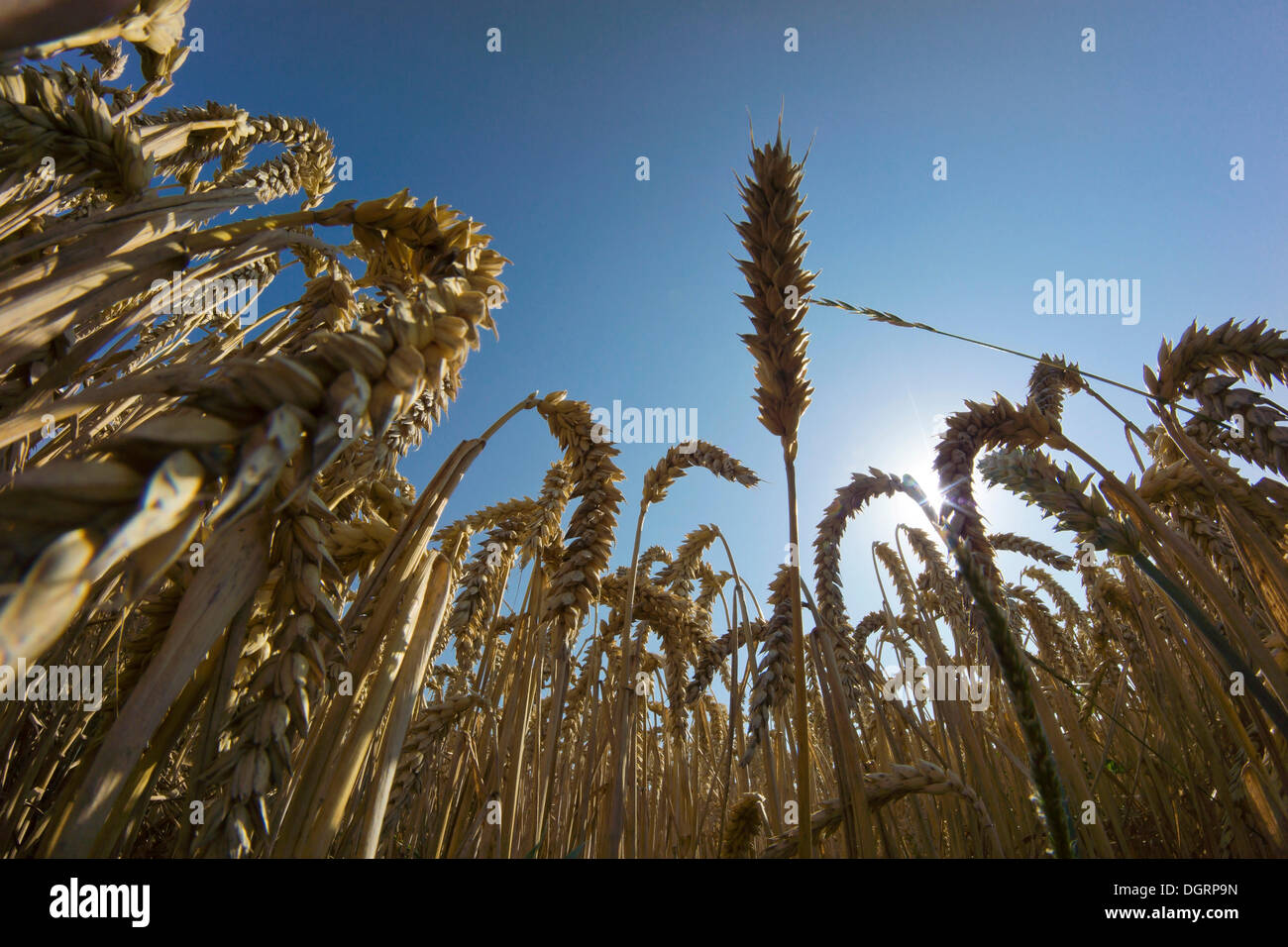 Worms eye view hi-res stock photography and images - Alamy