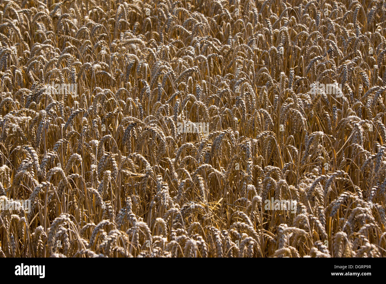 Otzberg lengfeld hi-res stock photography and images - Alamy