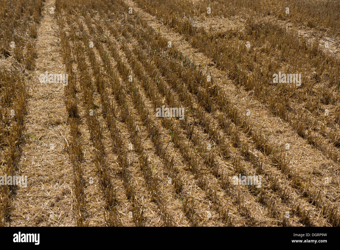Partially harvested wheat field, cornfield, stubble field, Lengfeld ...