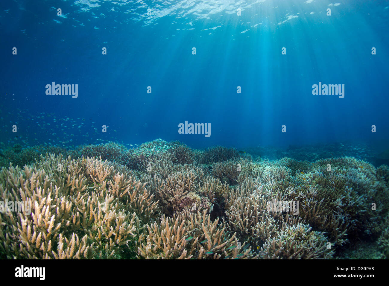 Untouched, intact coral reef with Table Coral, Elkhorn Coral or ...