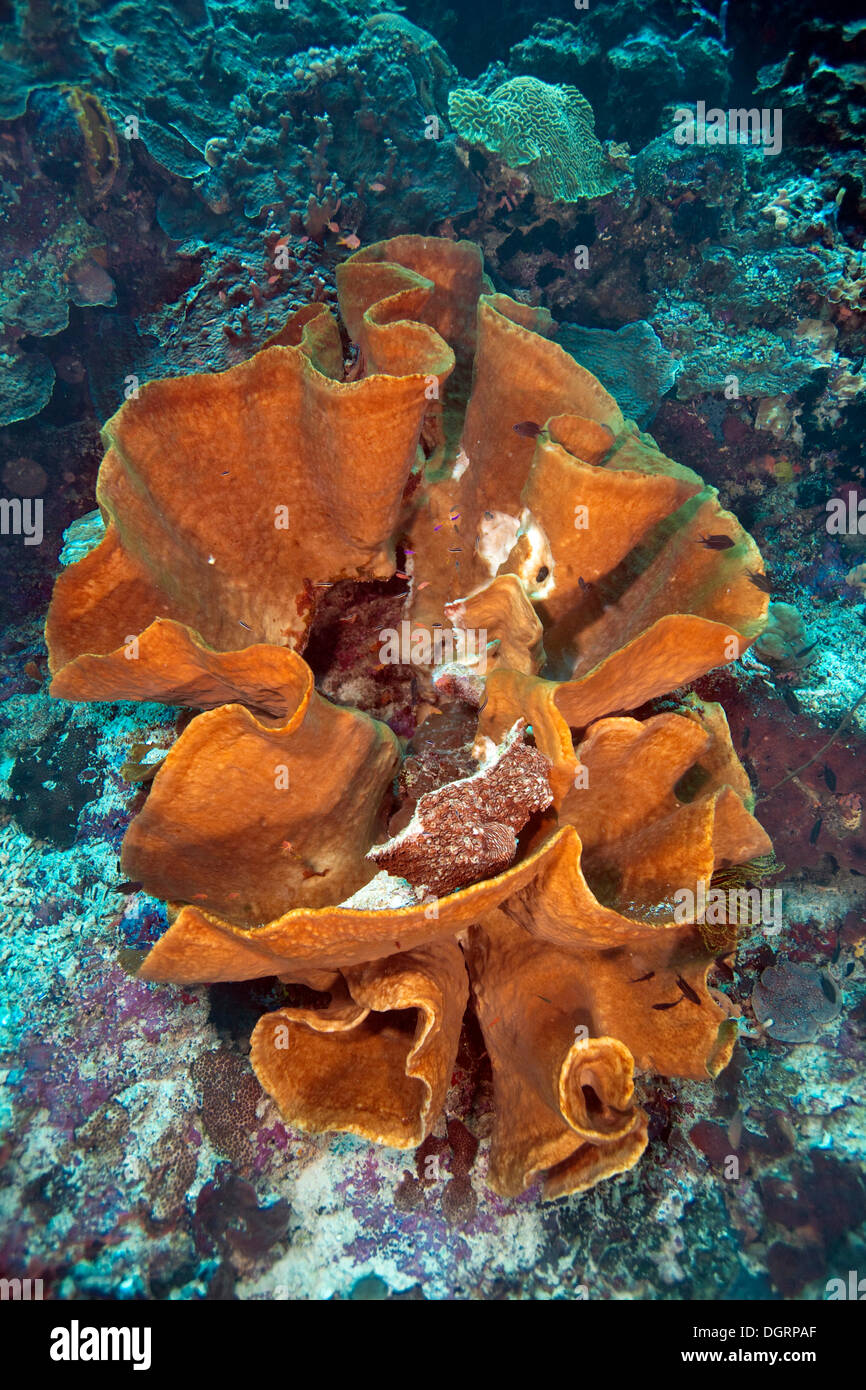 Elephant ear sponges hi-res stock photography and images - Alamy
