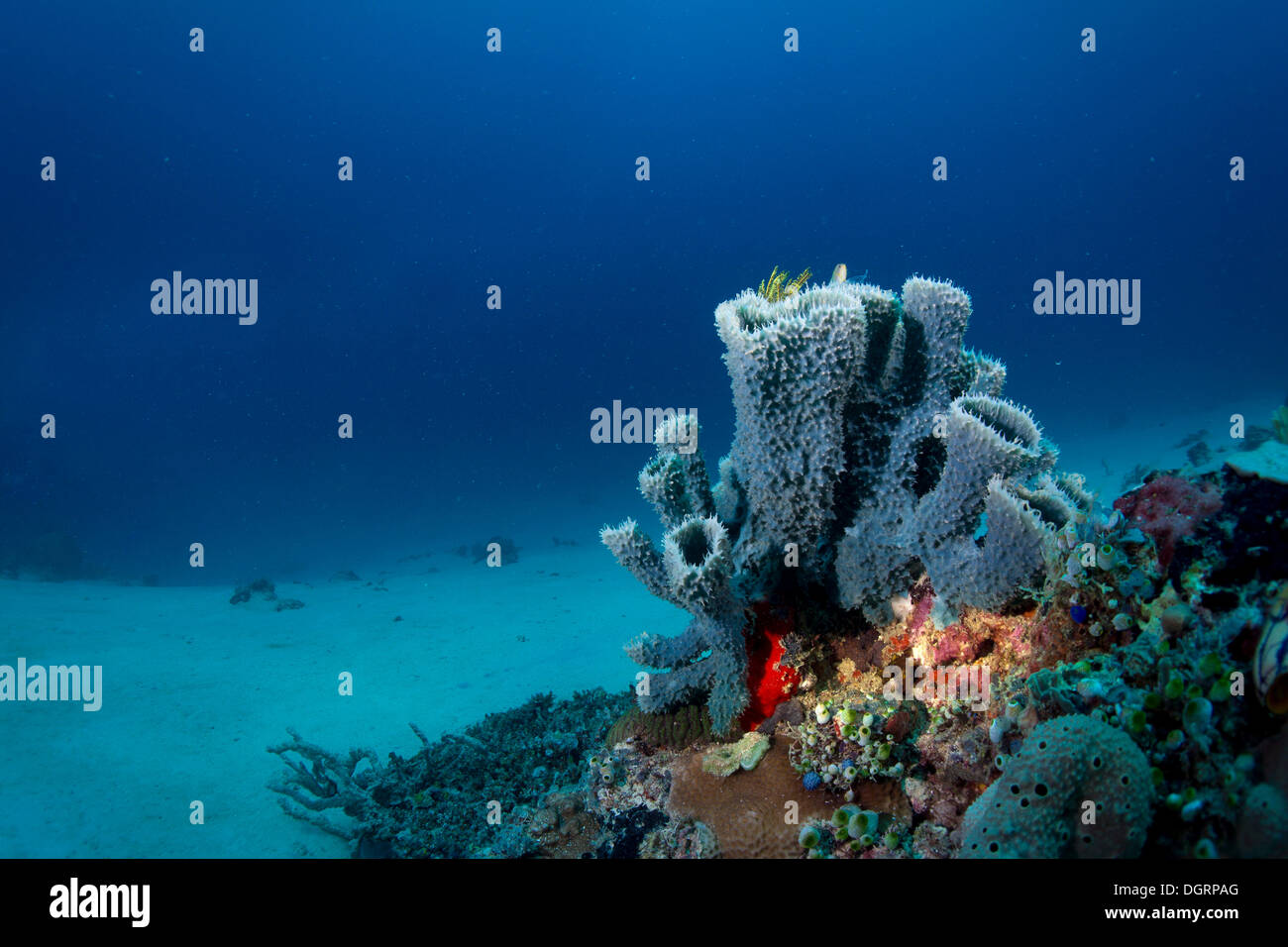 Sponge porifera philippines hi-res stock photography and images - Alamy