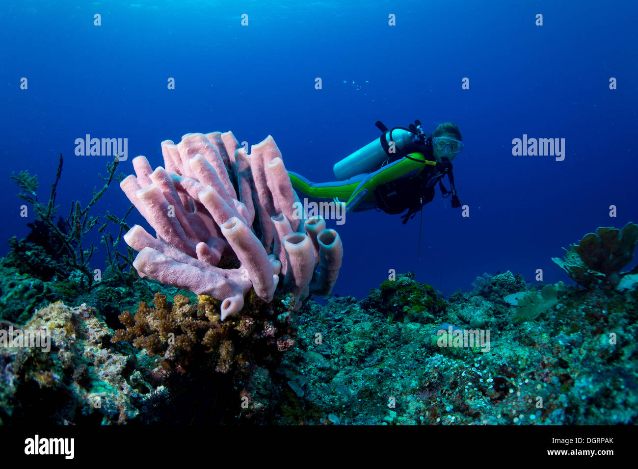 Scuba diver looking at a Tube Sponge (Niphates olemda), Busuanga ...