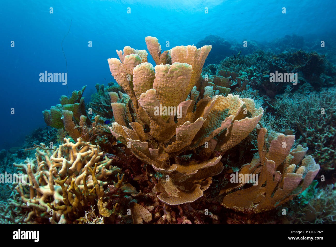 Solitary Coral