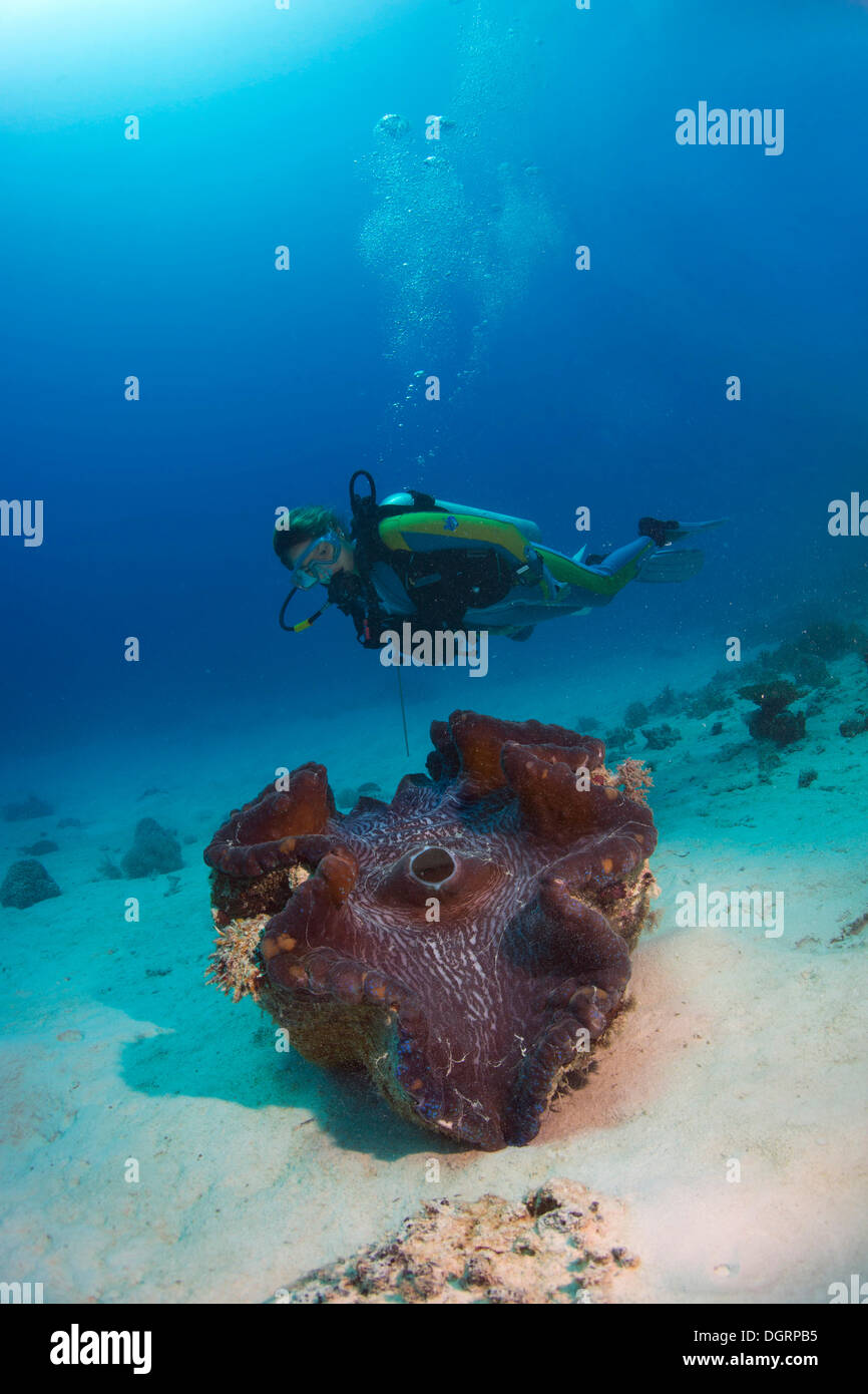 Scuba diver observing a Maxima Clam or Giant Clam (Tridacna maxima ...