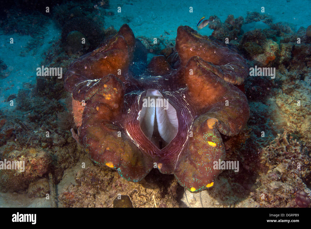 Maxima Clam or Giant Clam (Tridacna maxima), with its breathing hole ...