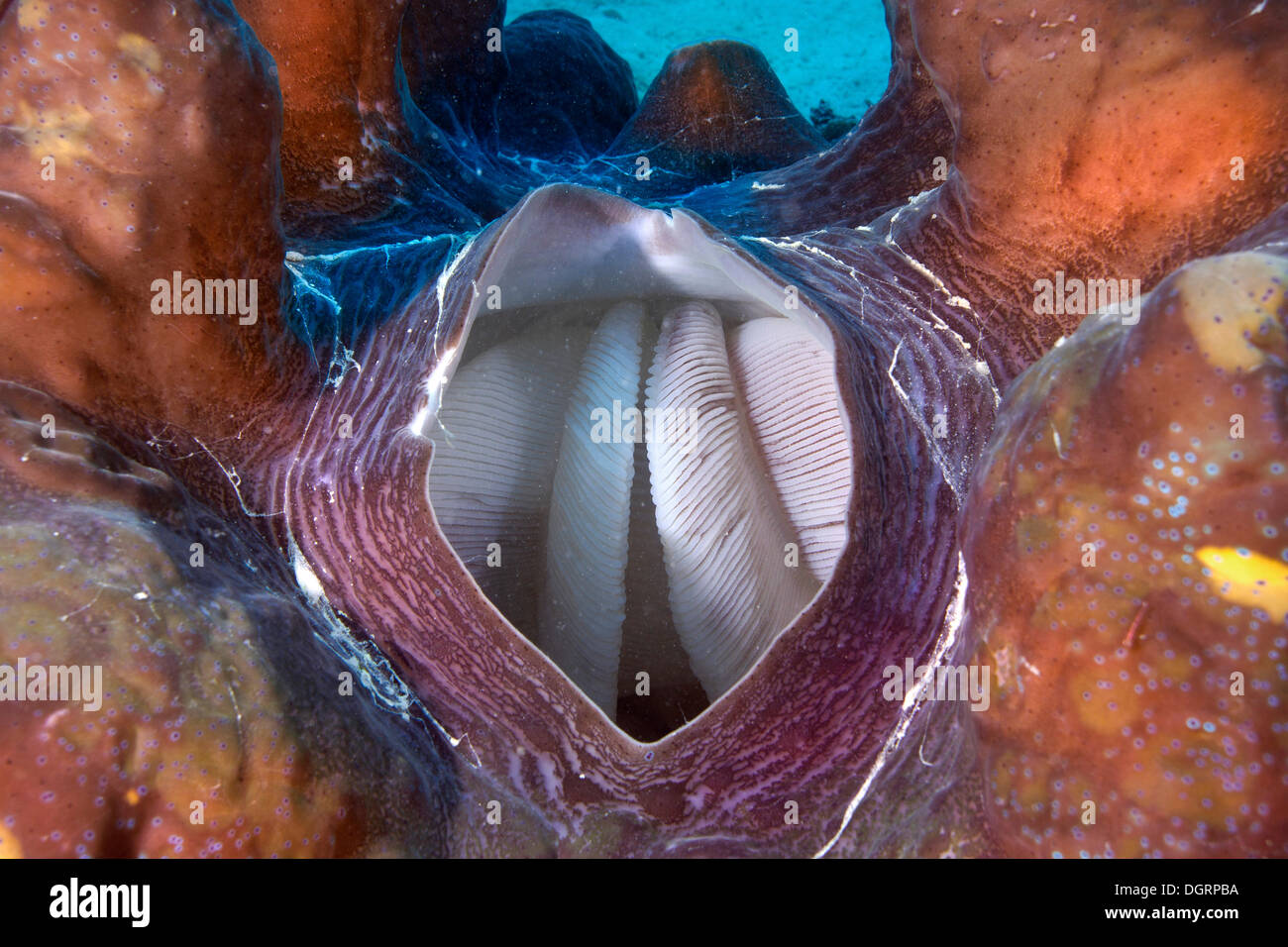 Filtration clam hi-res stock photography and images - Alamy