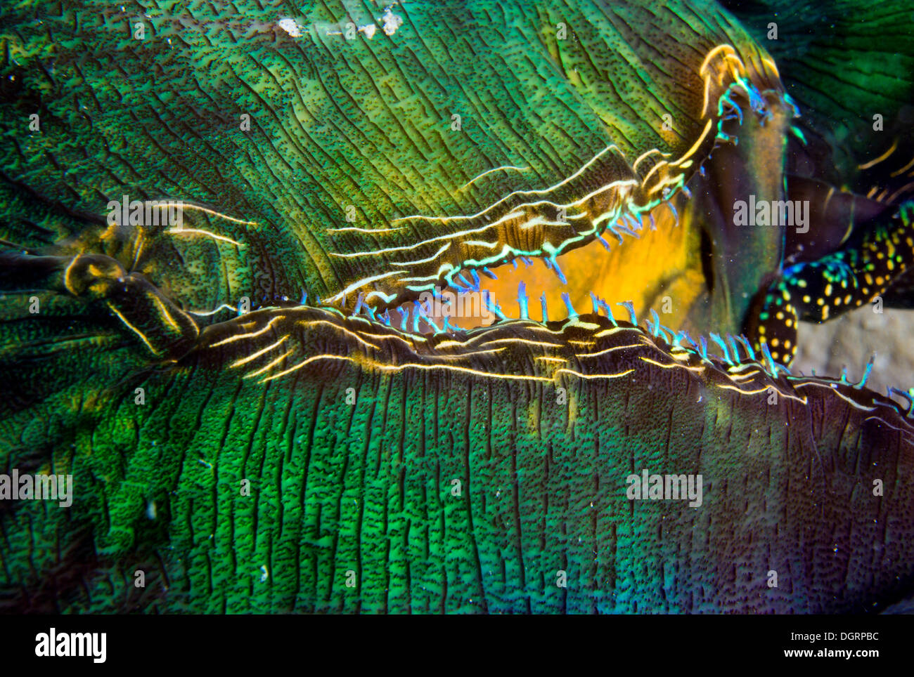 Maxima Clam or Giant Clam (Tridacna maxima), detail of the siphon ...